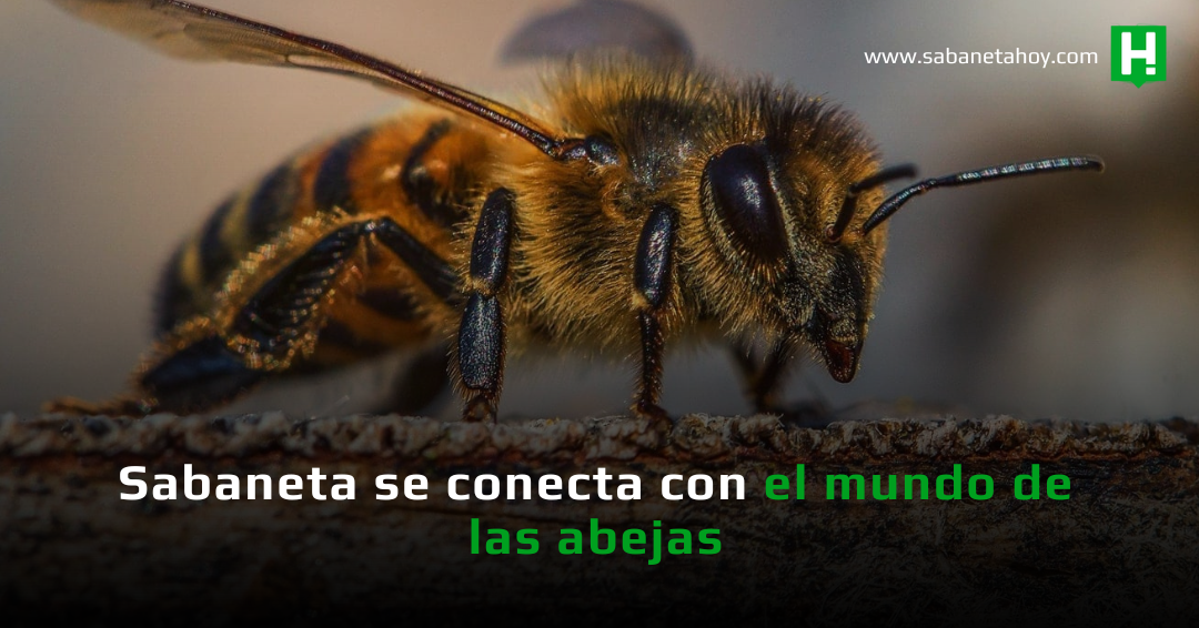 Sabaneta se conecta con el mundo de las abejas - Sabaneta Hoy ...